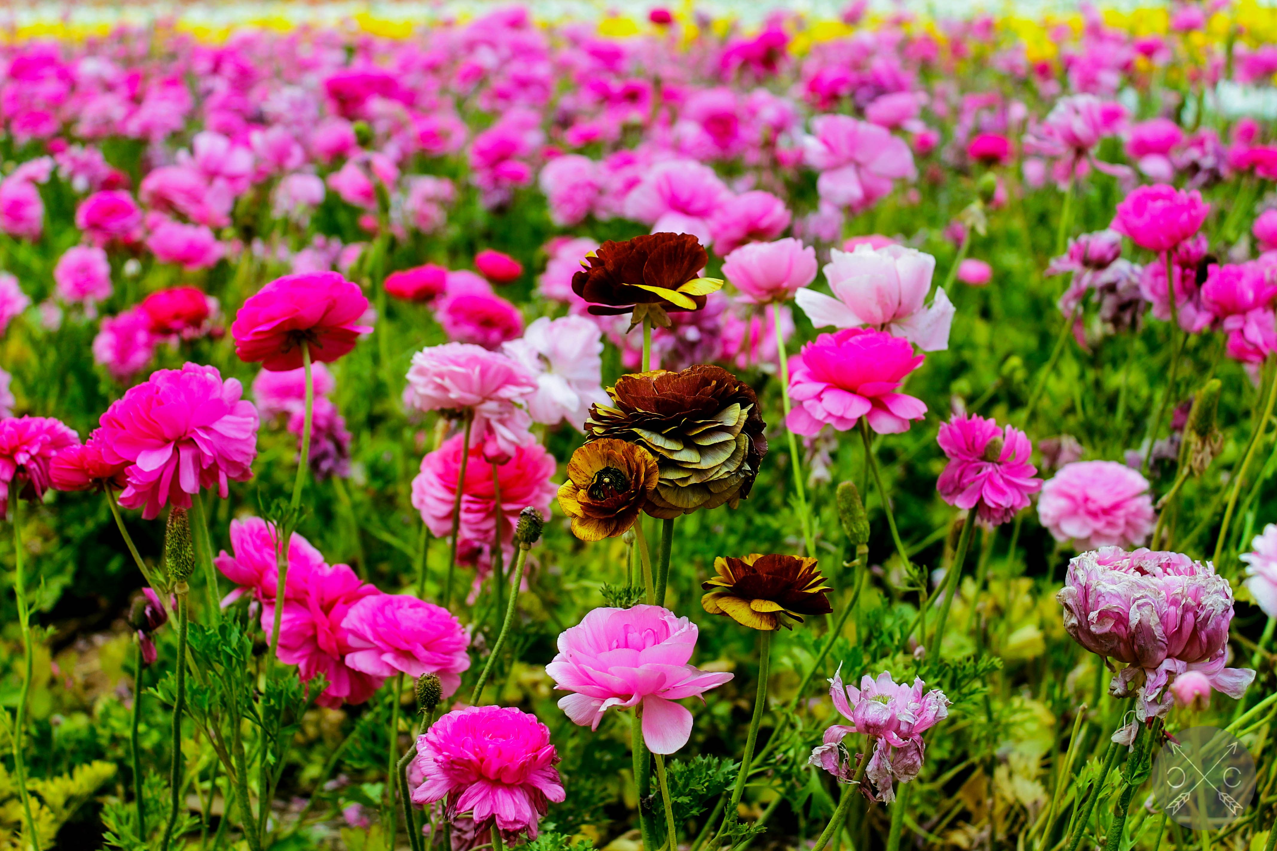 THE FLOWER FIELDS AT CARLSBAD RANCH - Cultural Chromatics