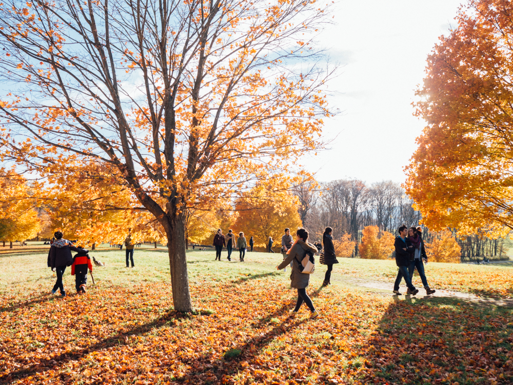Storm King, An Autumn/Fall-Lover's Dream - Cultural Chromatics