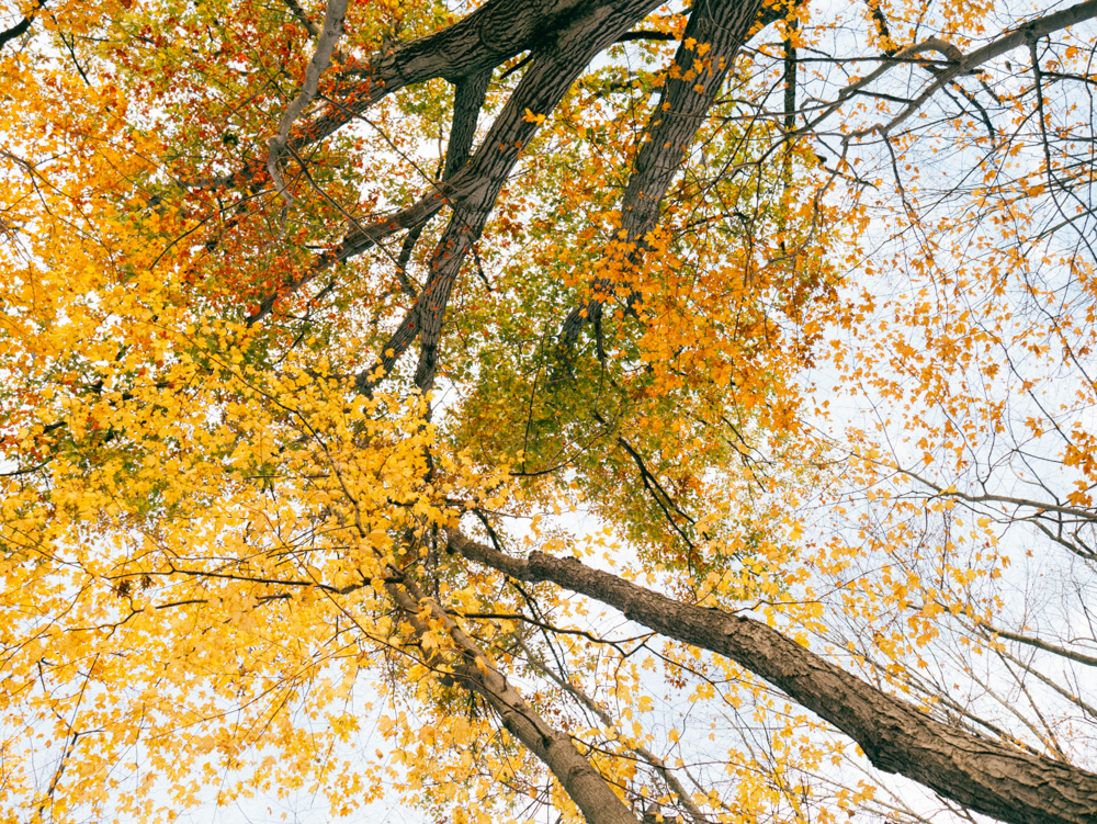 Storm King, An Autumn/Fall-Lover's Dream - Cultural Chromatics