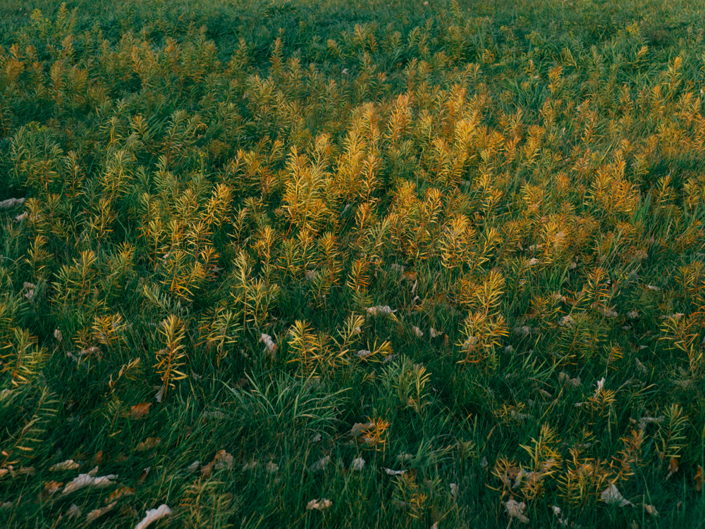 Storm King, An Autumn/Fall-Lover's Dream - Cultural Chromatics